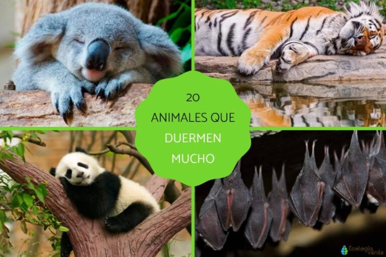 Los animales más dormilones del planeta: un vistazo a las horas de ...