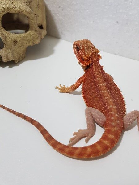 El precio de un dragón barbudo: Una guía completa para principiantes