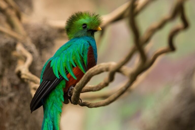 El Quetzal en peligro: Un símbolo de libertad en peligro de extinción