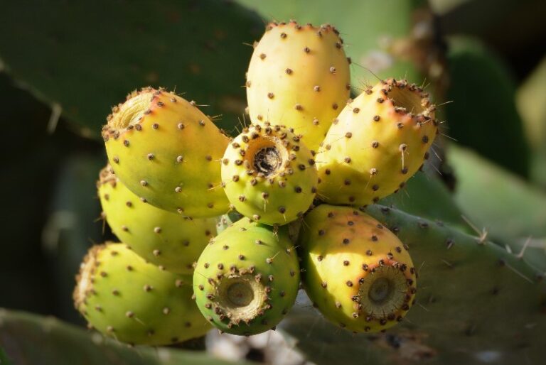 El fruto del cactus: Una joya del desierto