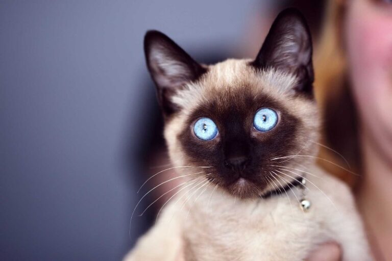 El Gato Siamés: Elegancia y Carácter en un Solo Ser