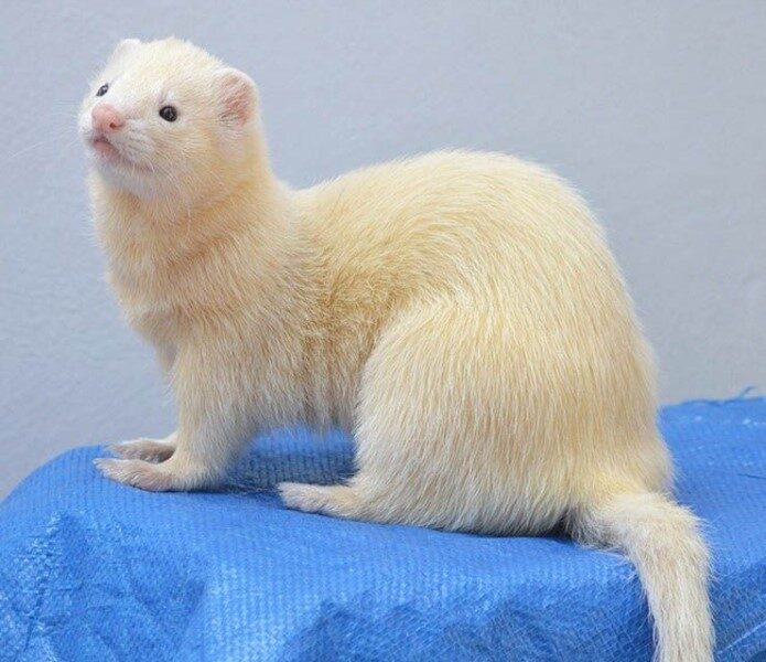 El hurón albino: un animal doméstico único
