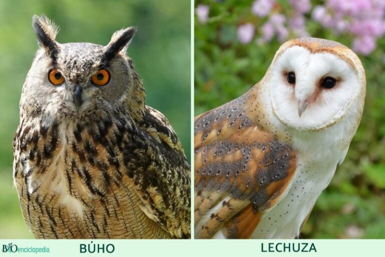 Búhos, lechuzas y tecolotes de México: Un vistazo al reino nocturno