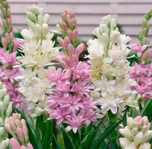 El nardo: una flor elegante para eventos especiales