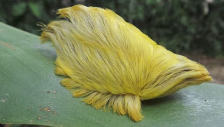 La Oruga Peluche Un Adorable Peligro En El Este De Estados Unidos