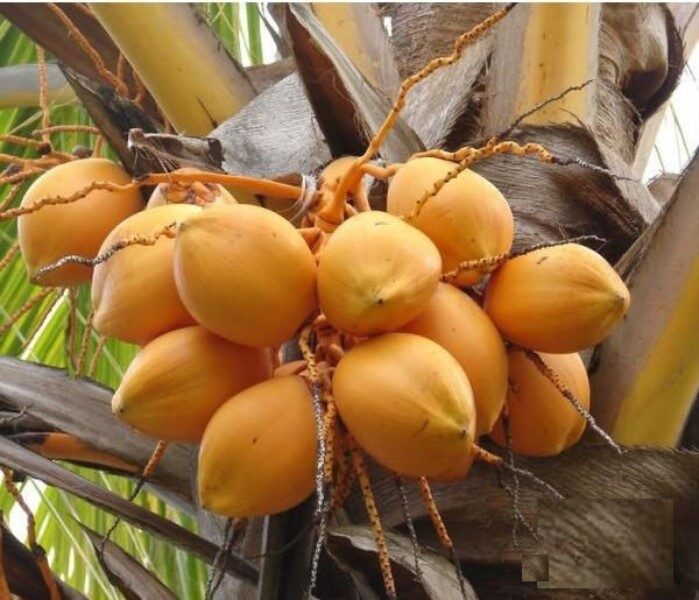 La Palma de Coco Enano: Una Opción Compacta y Productiva