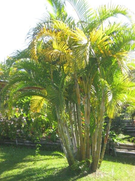 Dypsis lutescens: La palmera areca, un toque tropical para tu hogar