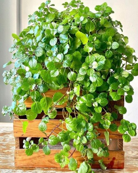 La Planta Millonaria: Un Símbolo de Abundancia y Prosperidad