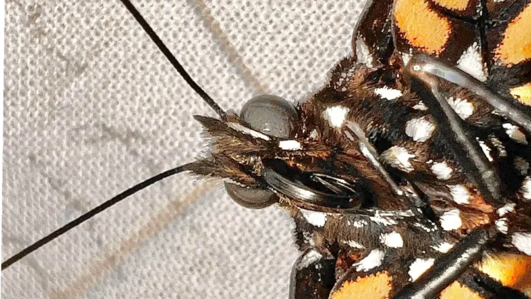 Las Mariposas de Cerca: Un Mundo de Color y Belleza